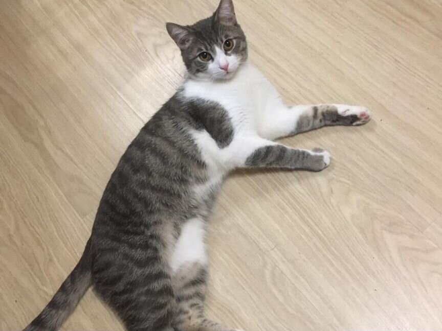 Кошка