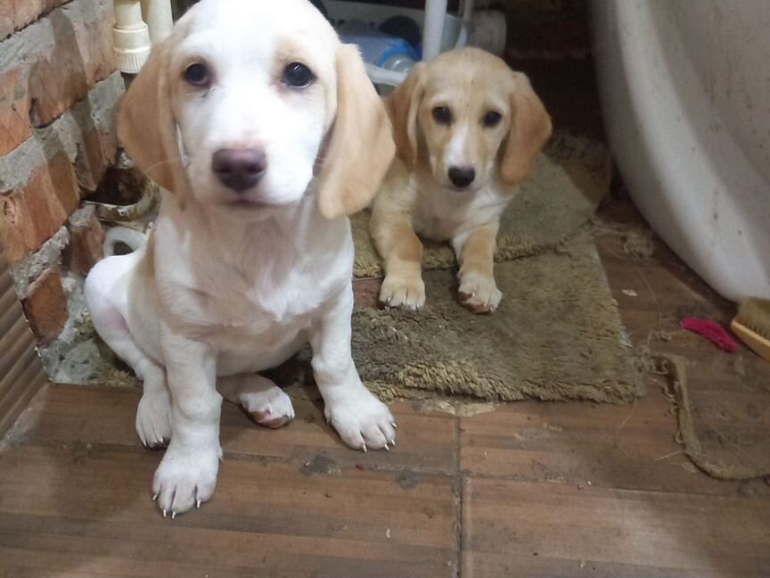 Щенки бассет хаунд