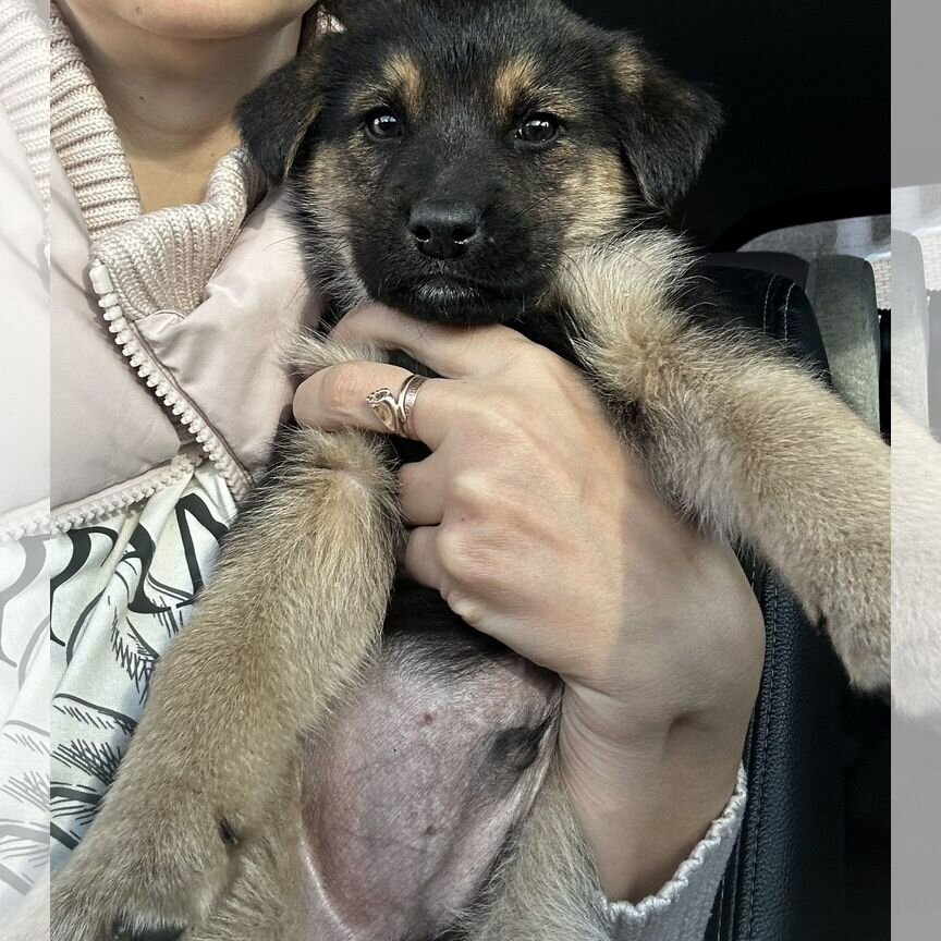 Немецкая овчарка, щенок