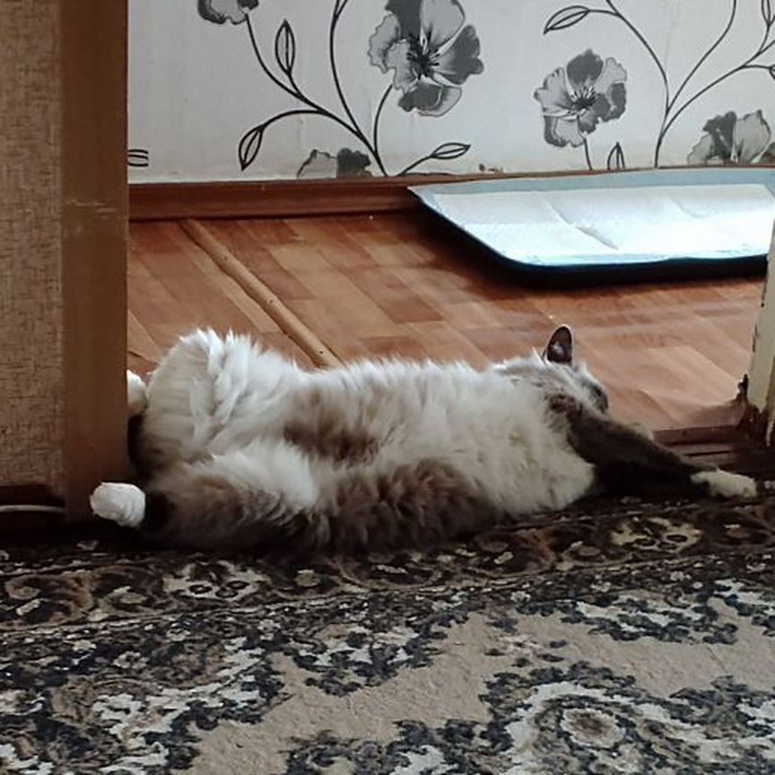 Кот в добрые руки