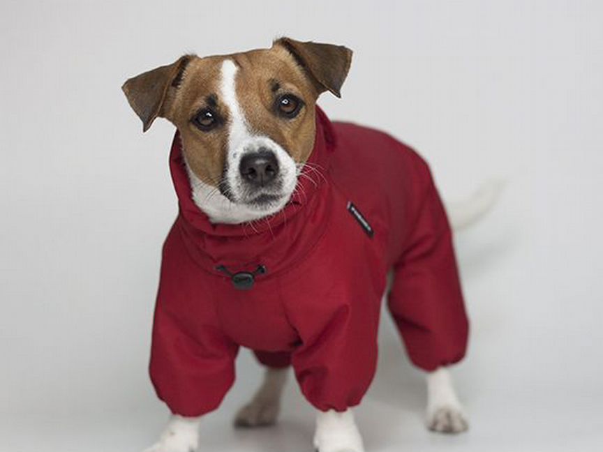 Комбинезон для Джек Рассела