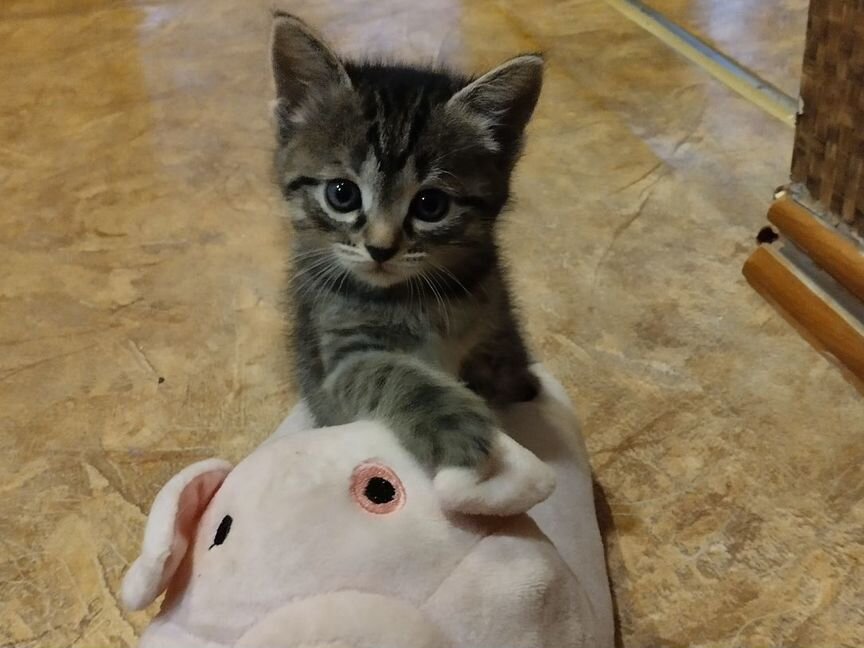 Котята в добрые руки