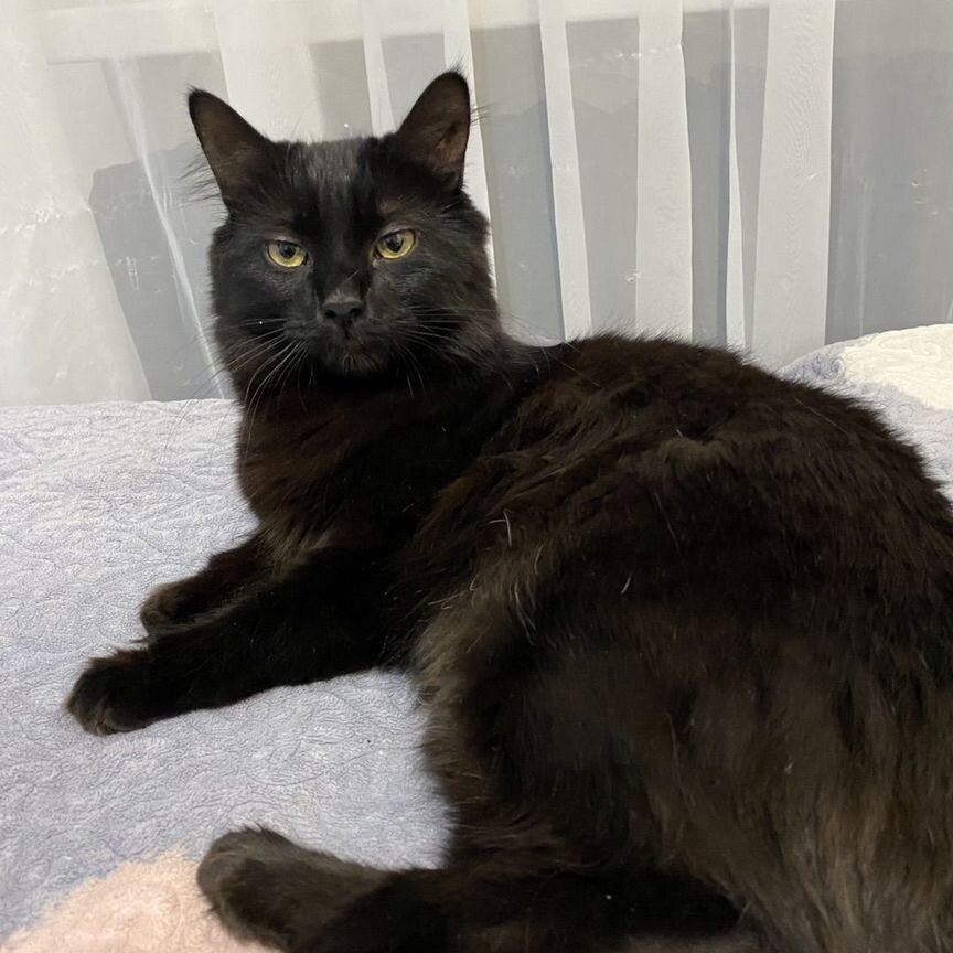 Отдам в добрые руки