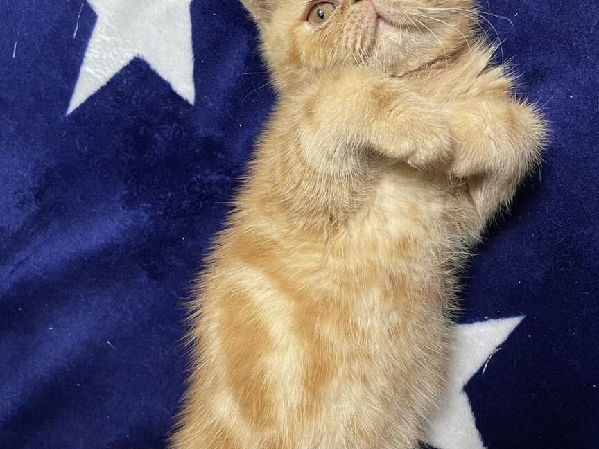 Котята экзоты