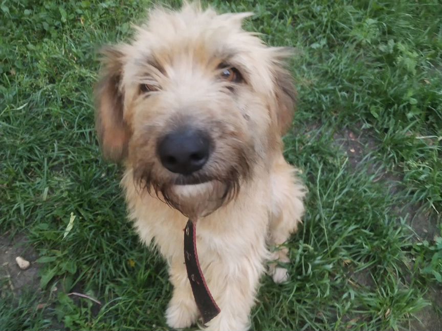 Собака для охраны дома