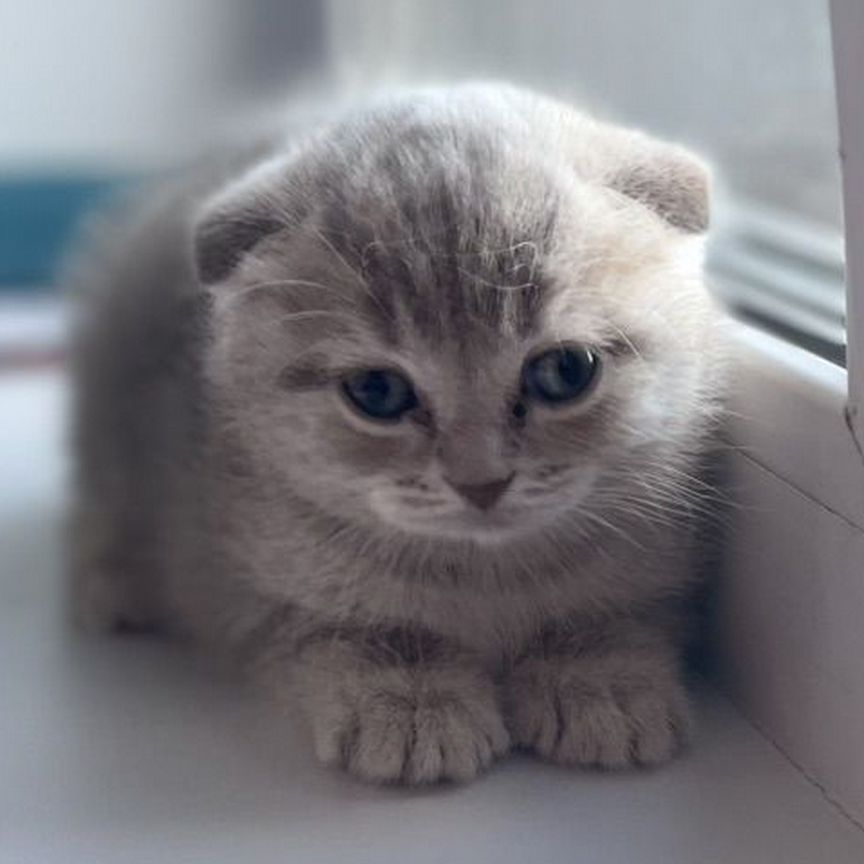 Шотландский вислоухий короткошёрстный котёнок