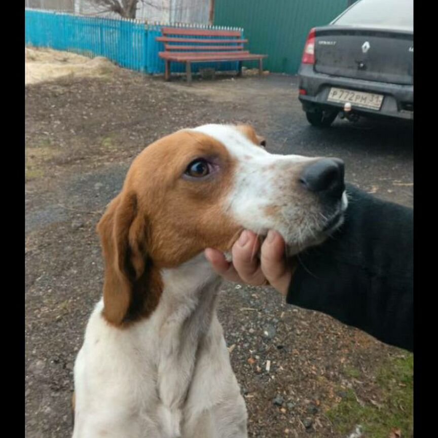 Найдена/замечена охотничья собака