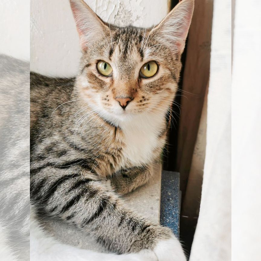 Котенок ищет дом