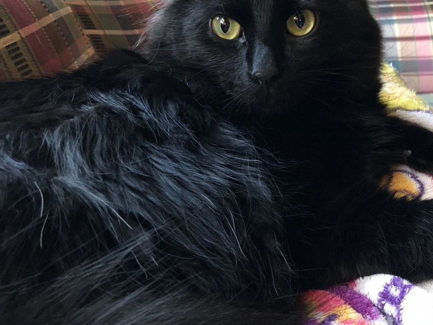 Кот