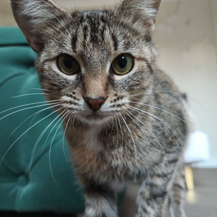 Кошка слойка ищет дом