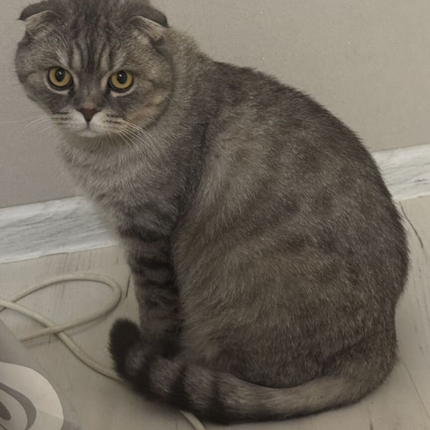 Шотландский вислоухий короткошёрстный, взрослый кот