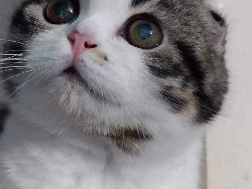 Молодой котик