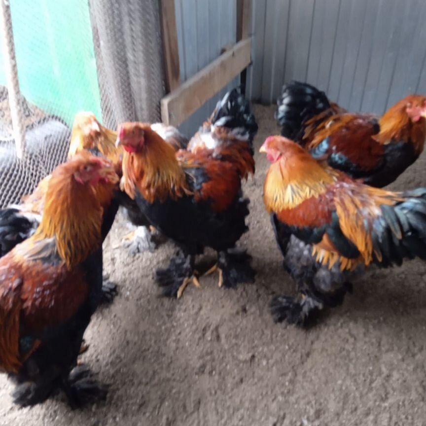 Домашняя птица порода "Брама куропатчатая"