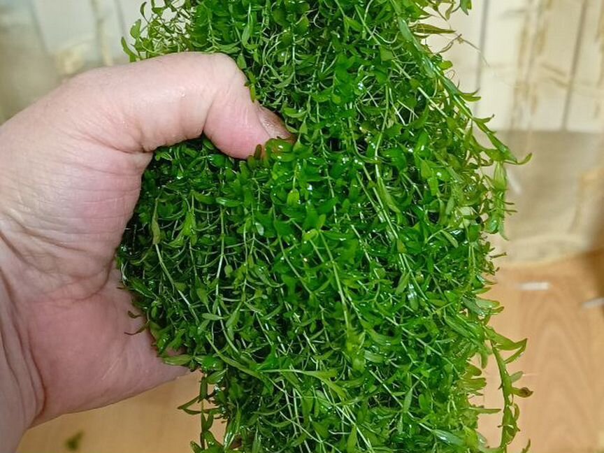 Аквариумные растения