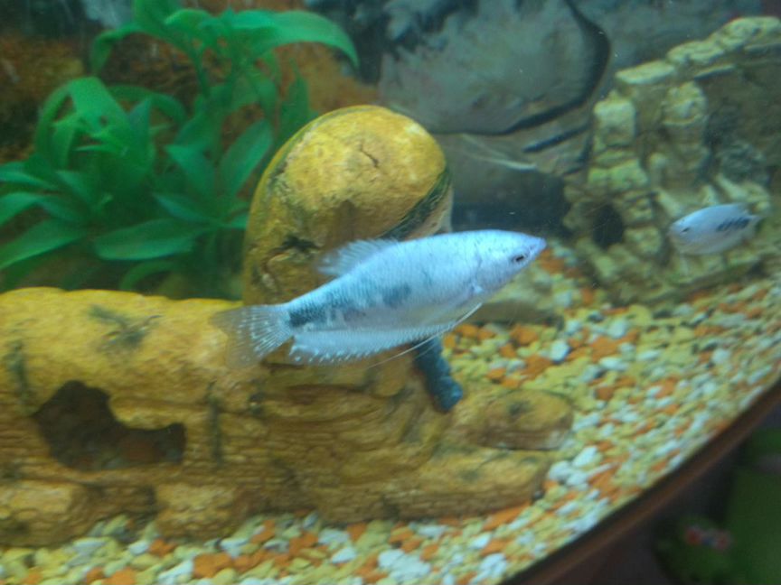 Гурами пара (аквариумные рыбки)