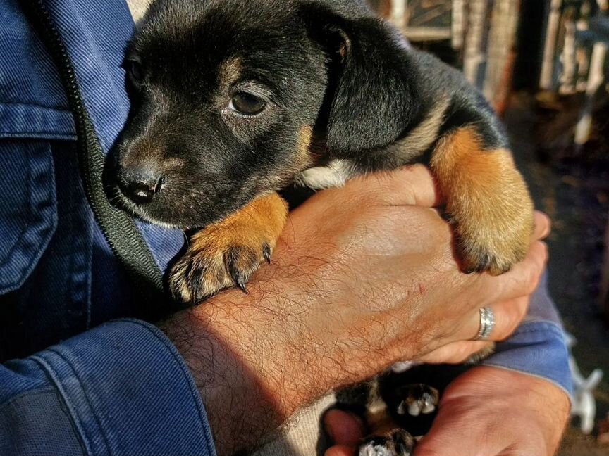 Щенок девочка 1,5 месяца