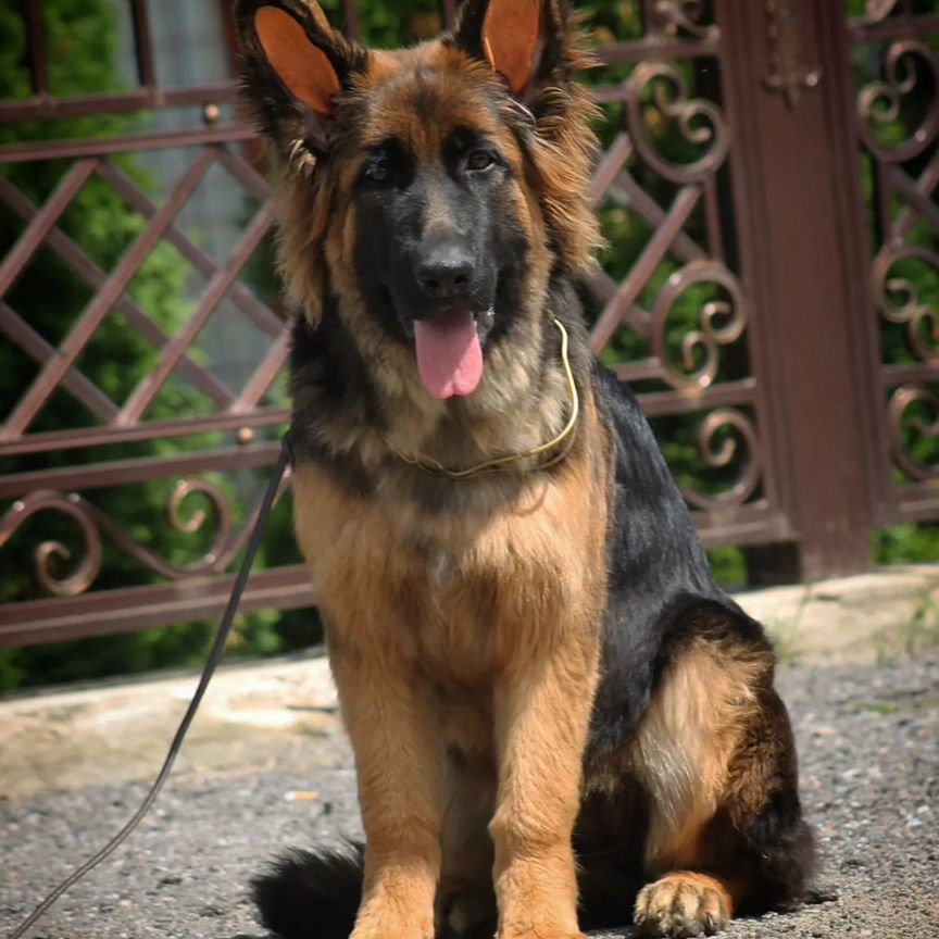 Немецкая овчарка девочка 5 месяцев