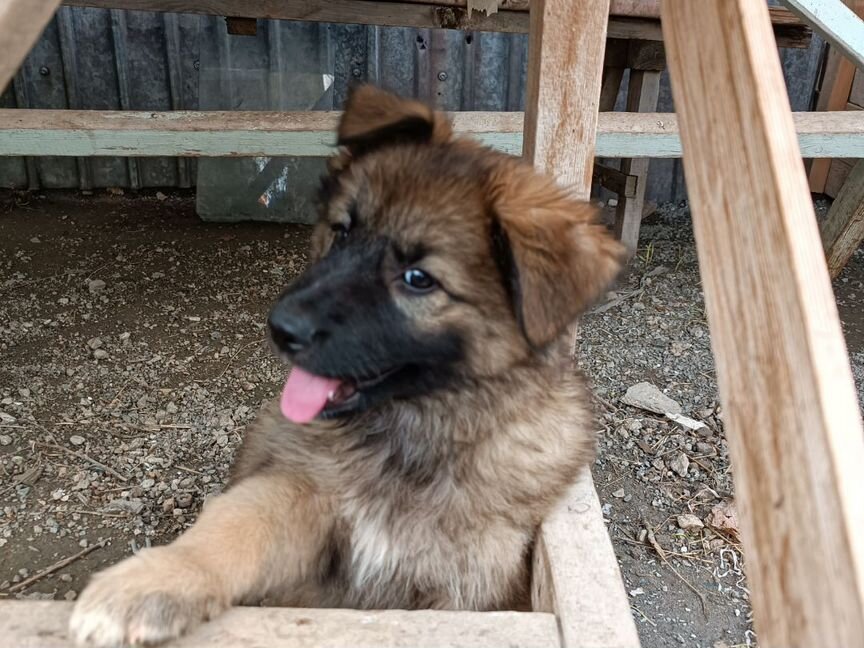 Кавказская овчарка