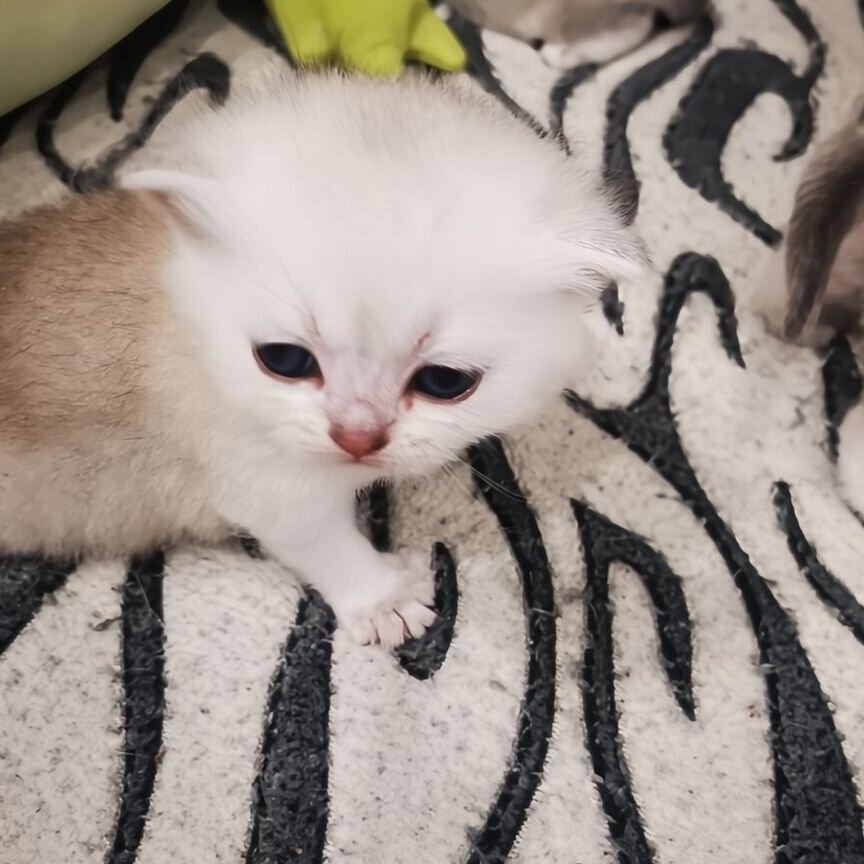 Шотландский прямоухий короткошёрстный котёнок