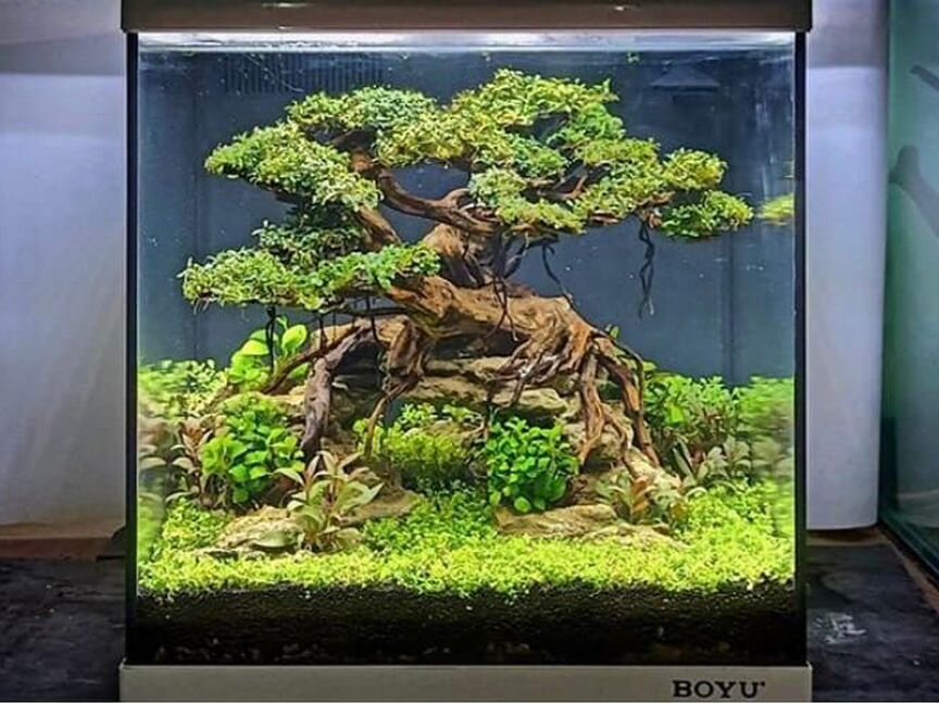 Коряги для аквариума,композиции,бонсай