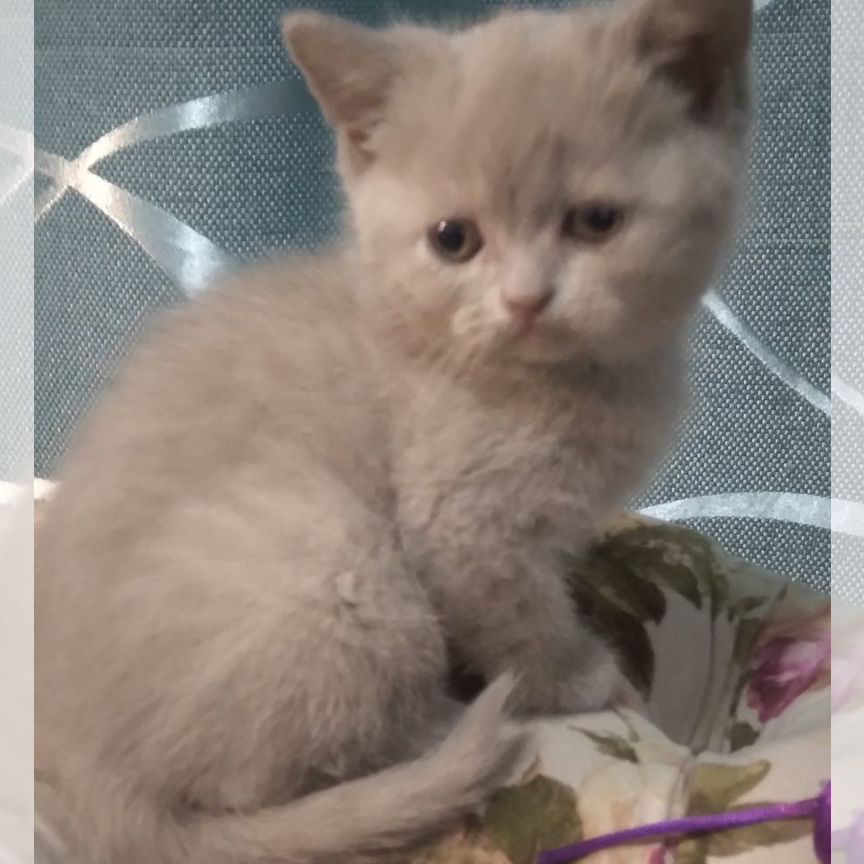 Шотландский прямоухий короткошёрстный котёнок