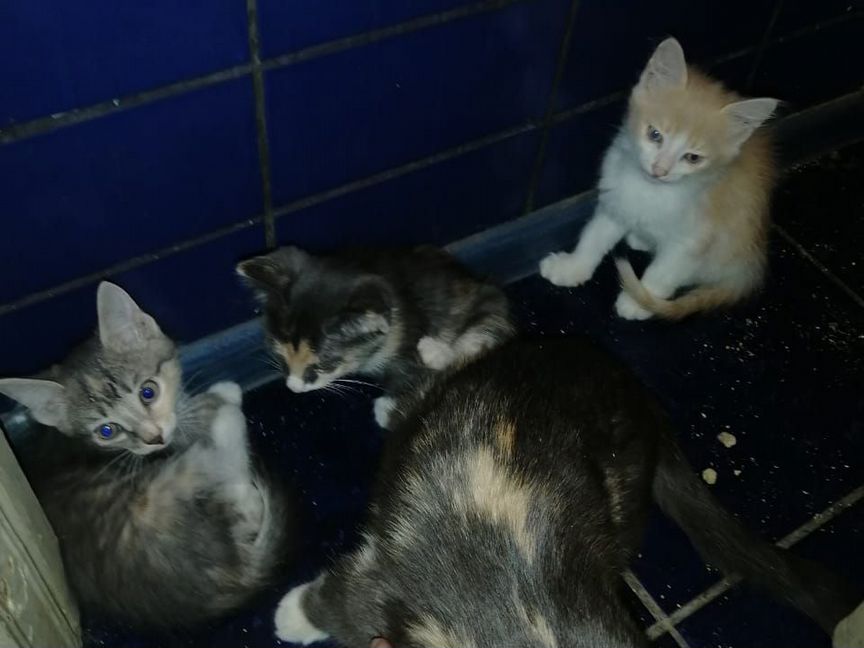 Котята в дар