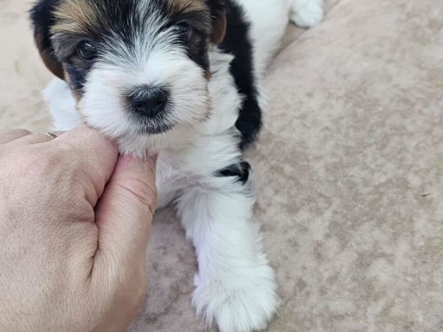 Щенки бивер йорка