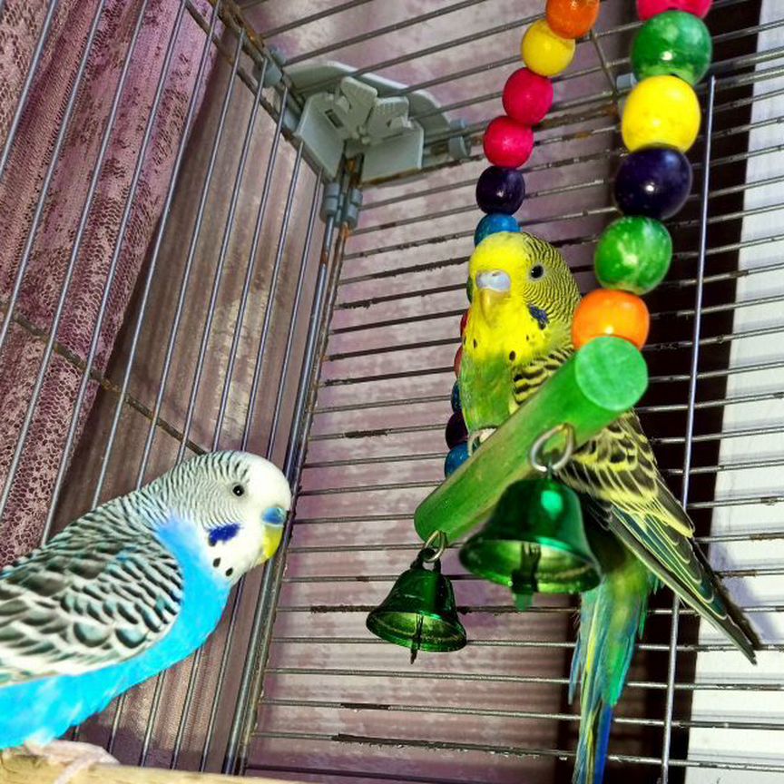 Волнистый попугаи с клеткой