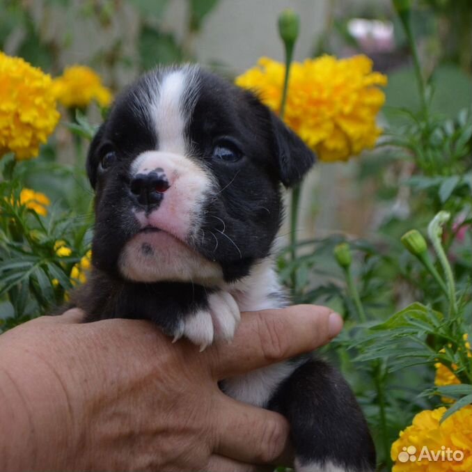 Красивые щенки боксера