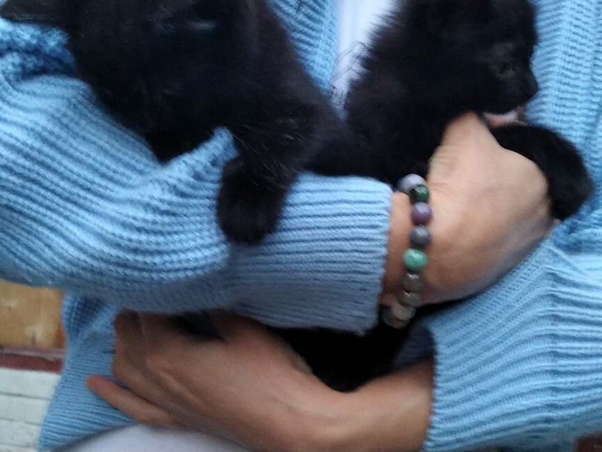 Отдам даром бесплатно в дар красавцы котята