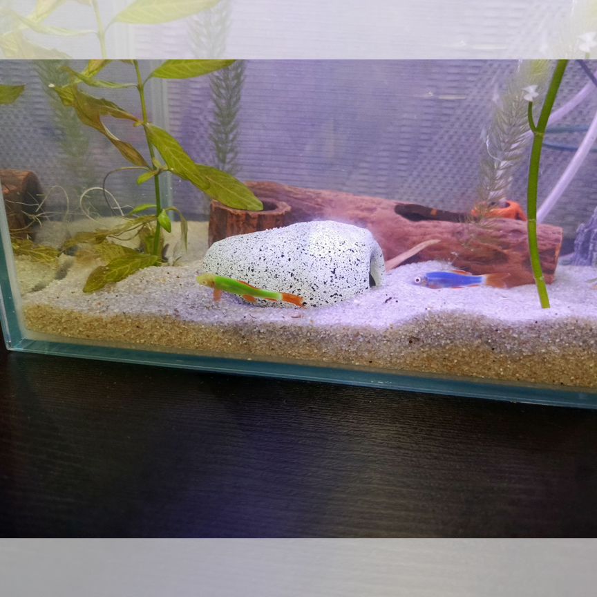 Аквариумные рыбки лабео