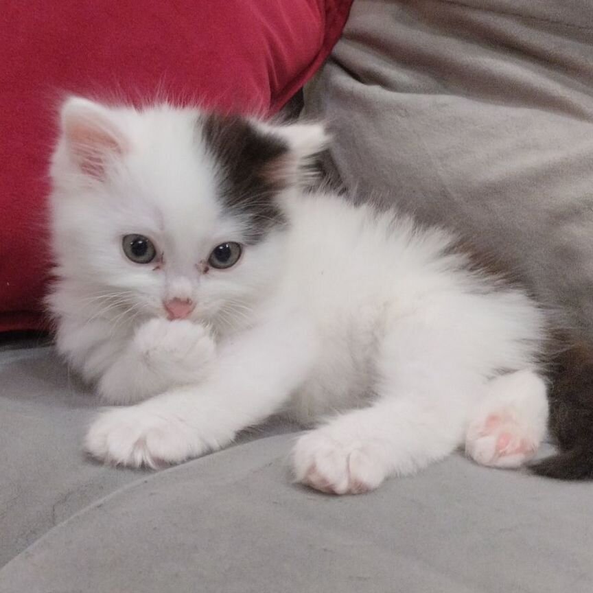 Котёнок в добрые руки