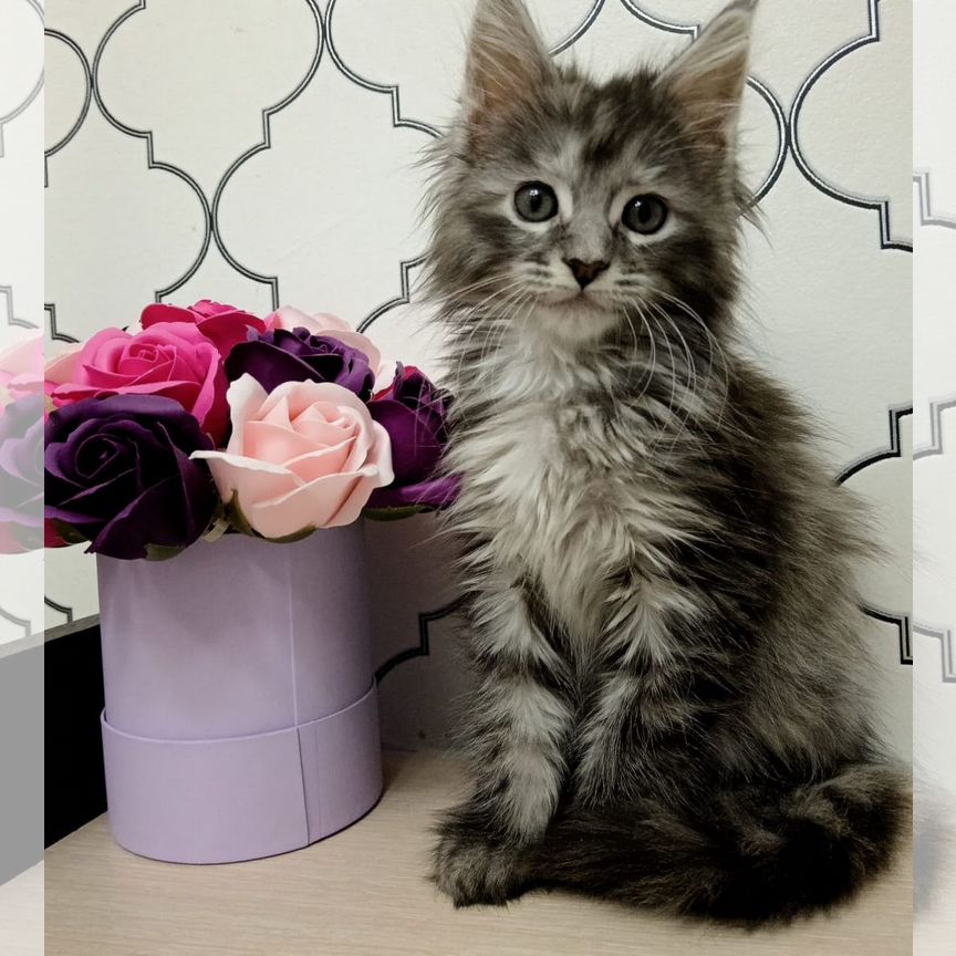 Котята мейн-кун