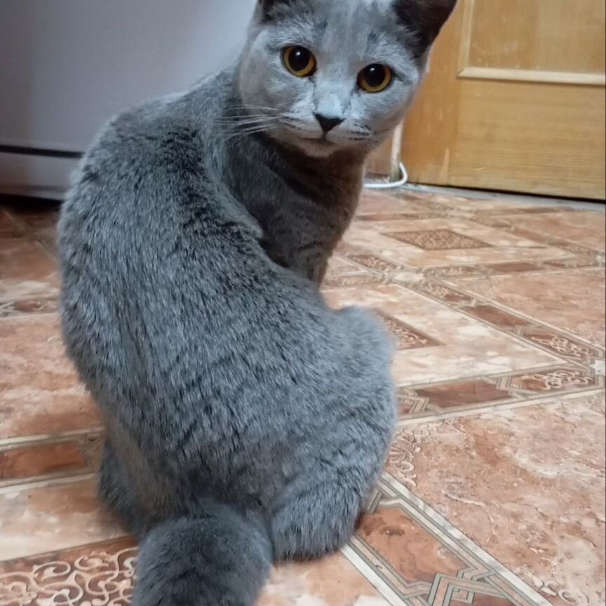 Связка кошки