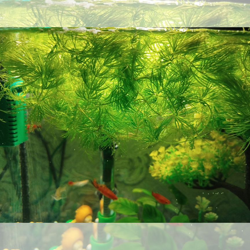 Роголистник в аквариум