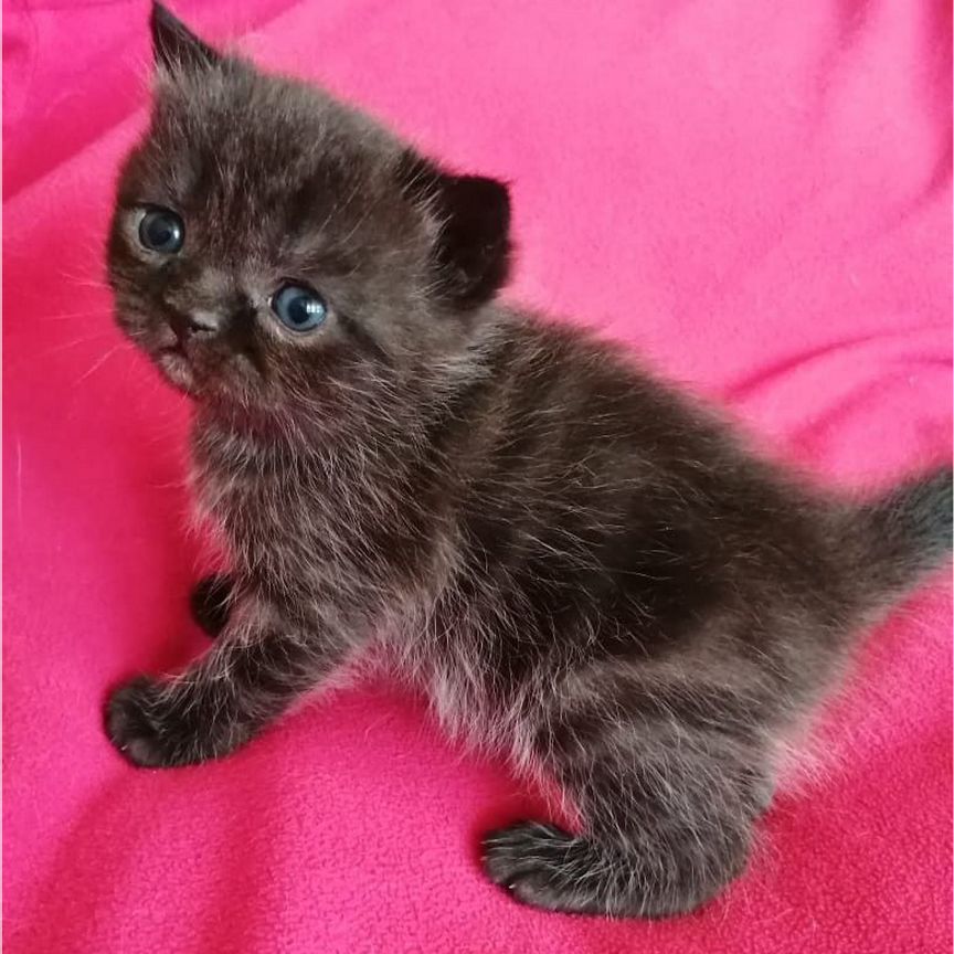 Шотландская девочка