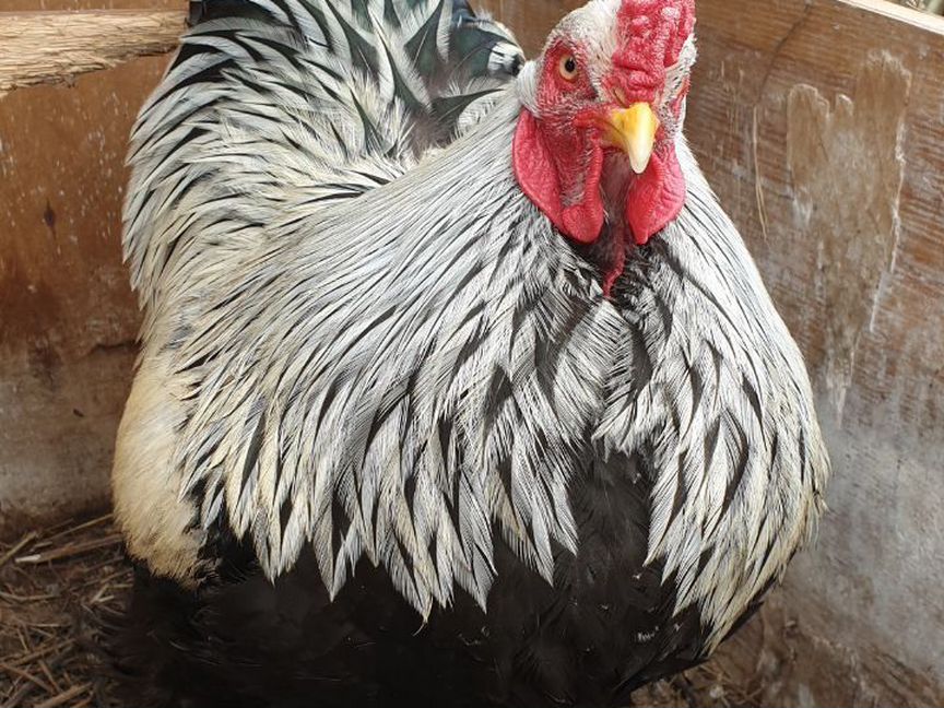 Петух тёмная брама