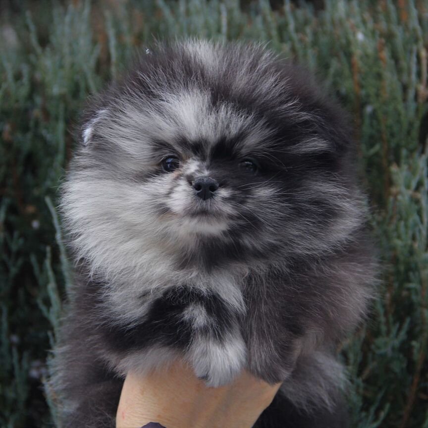 Мраморный шпиц мальчик 2 мес