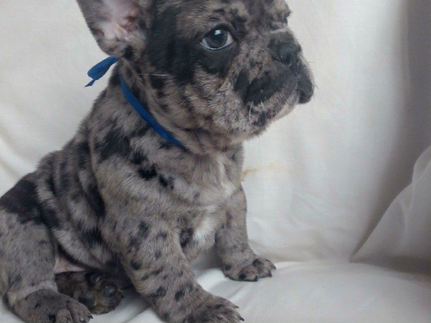 Щенки французского бульдога, мерле