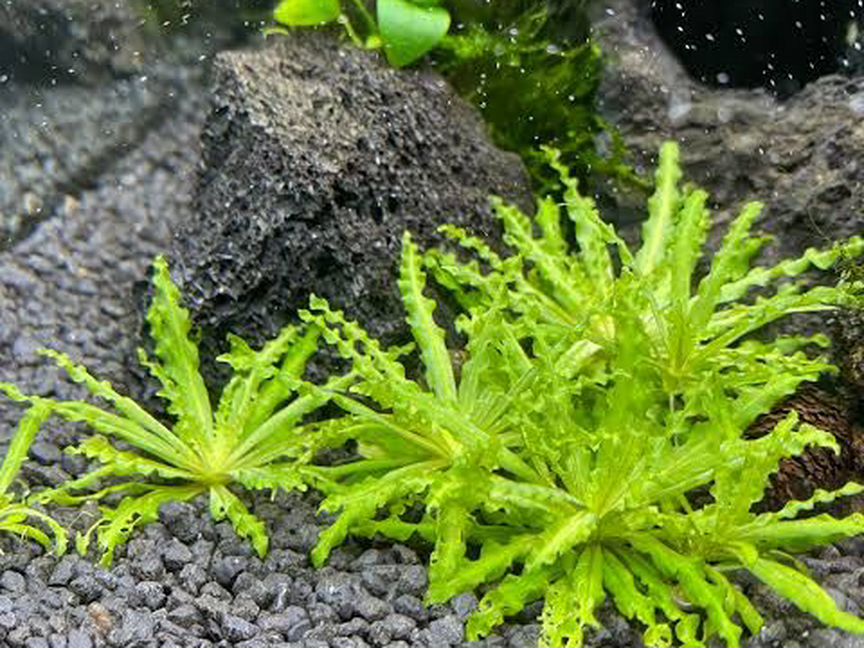 Погостемон Хелфера аквариумное растение