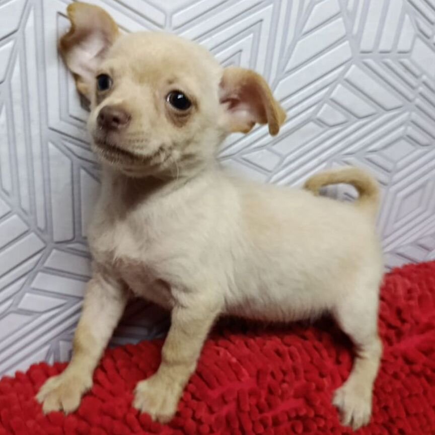 Русский той-терьер, щенок