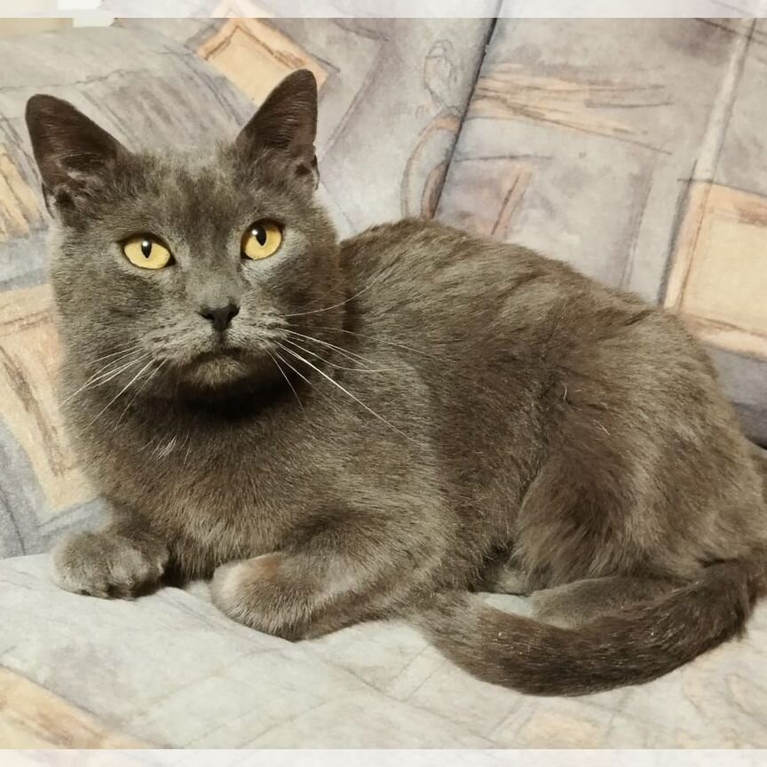 Русская голубая, взрослая кошка