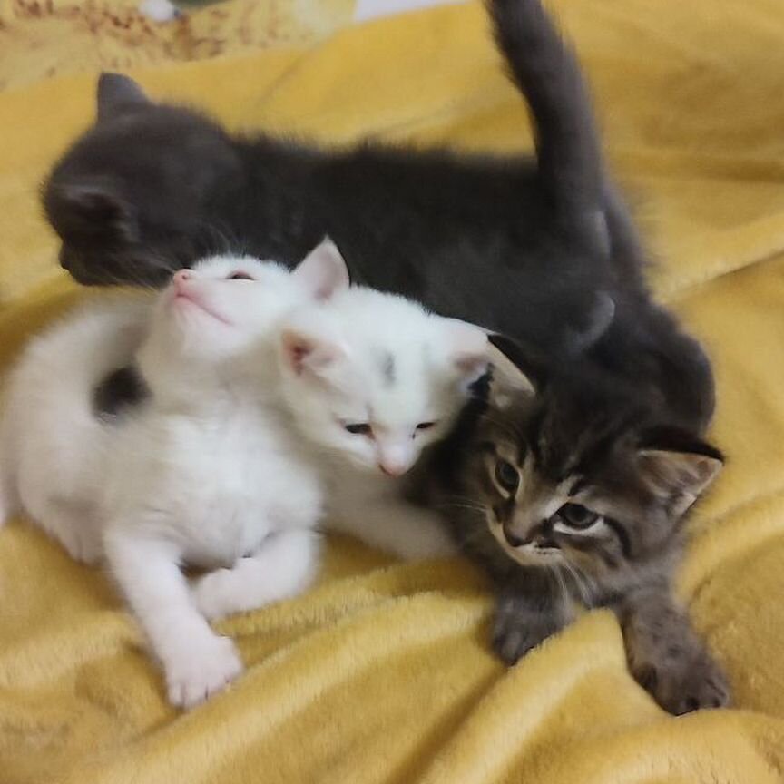 Котёнок в добрые руки