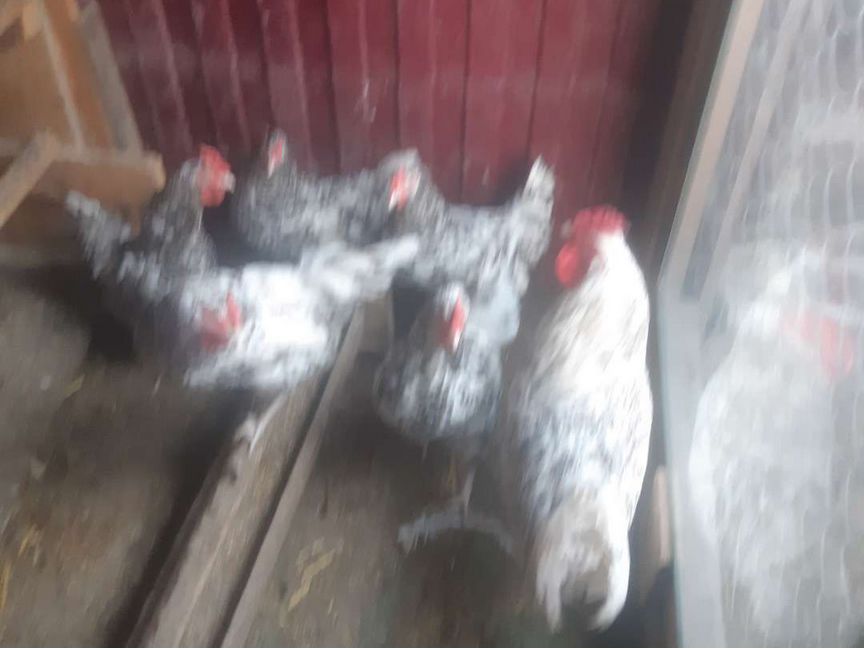 Пушкинские куры семейство