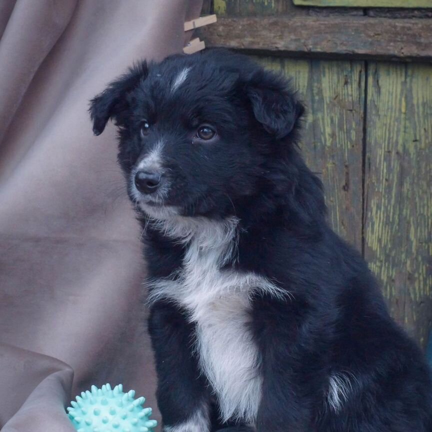 Щенок в добрые руки