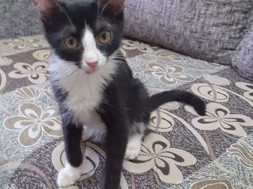 Котёнок Микки