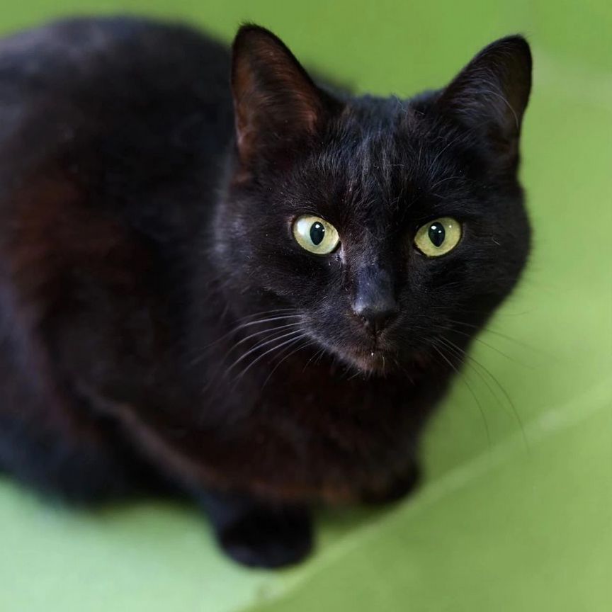 Кот Морион ищет