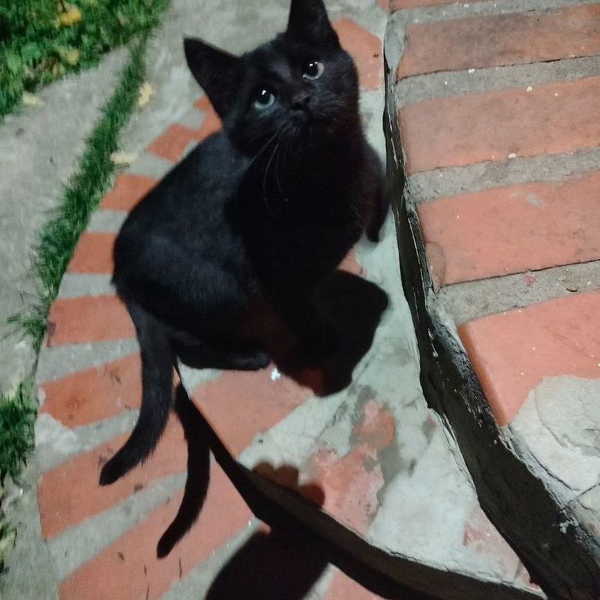 Черные котята ищут дом