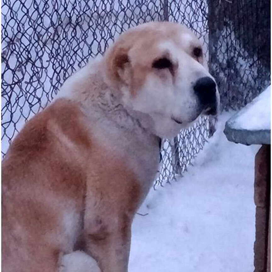 Собаки в добрые руки)