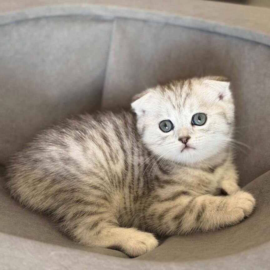 Шотландский вислоухий короткошёрстный котёнок